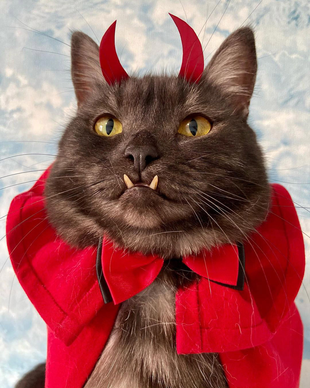 Cat with adorable OVERBITE captures hearts on social media | Need To Know