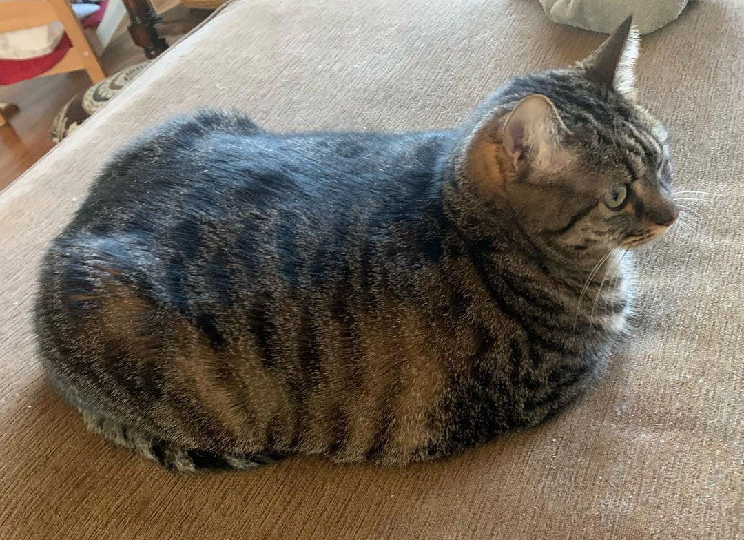 CHUNKY CAT goes viral on Instagram for its large size with pet weighing ...
