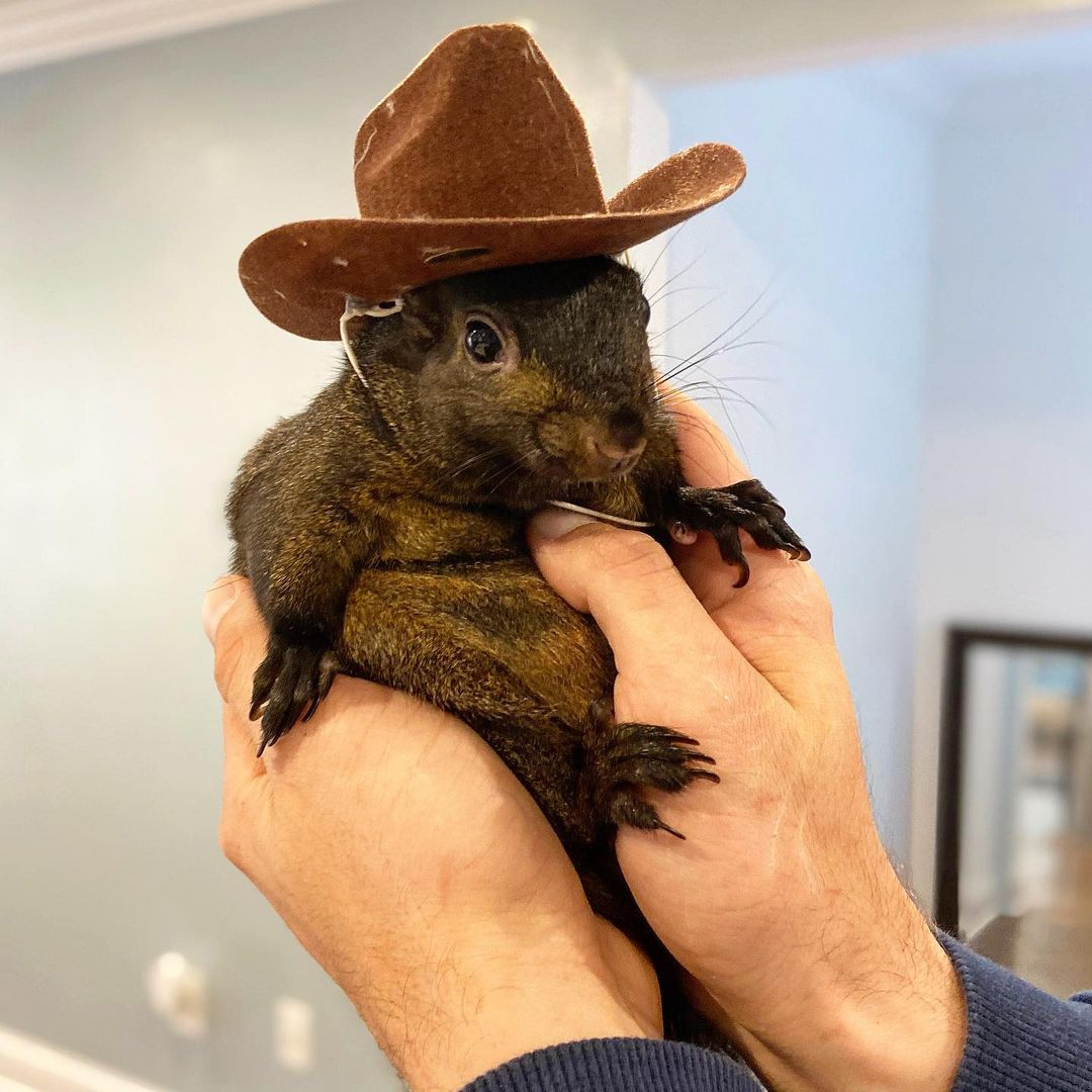 Man inseparable from pet SQUIRREL after rescuing him from roadside ...