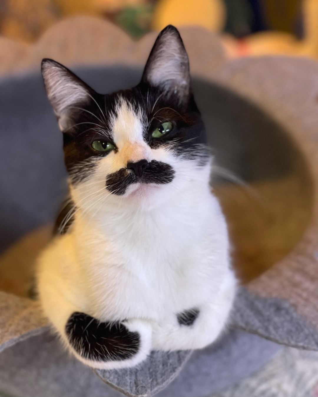 Meet Mostaccioli – the 'moustache' cat who 'looks like Freddie Mercury ...