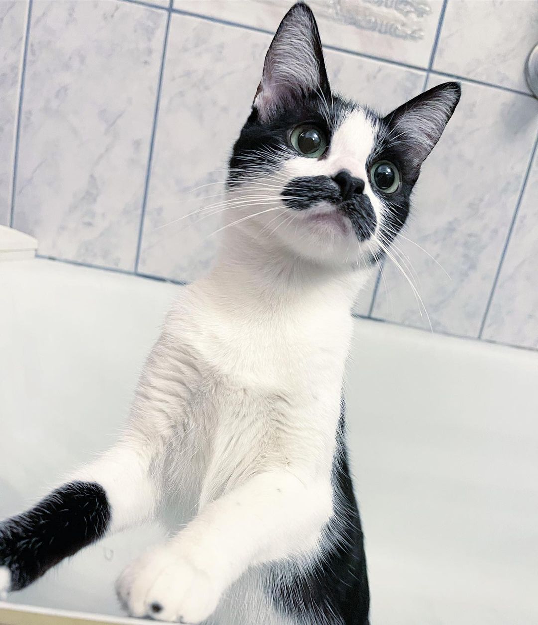 Meet Mostaccioli – the 'moustache' cat who 'looks like Freddie Mercury ...