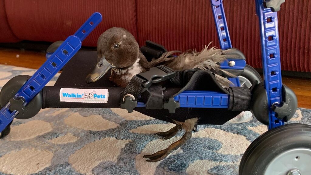 Meet Eileen – the famous disabled DUCK capturing hearts on Instagram ...