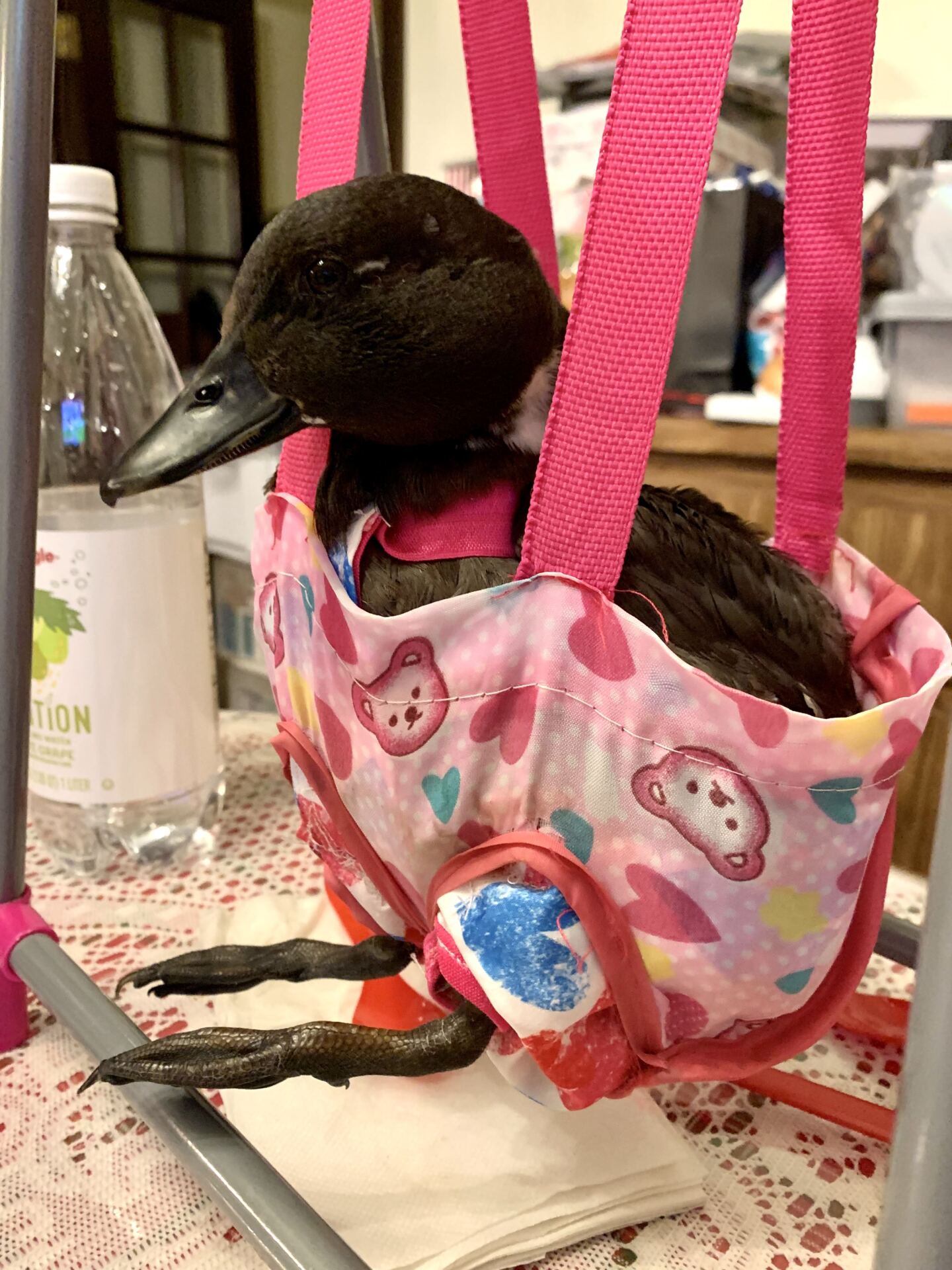 Meet Eileen – the famous disabled DUCK capturing hearts on Instagram ...