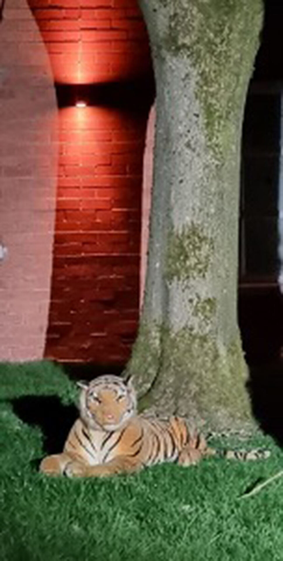 Police respond report of ‘TIGER’ on the loose in Manchester – but all ...
