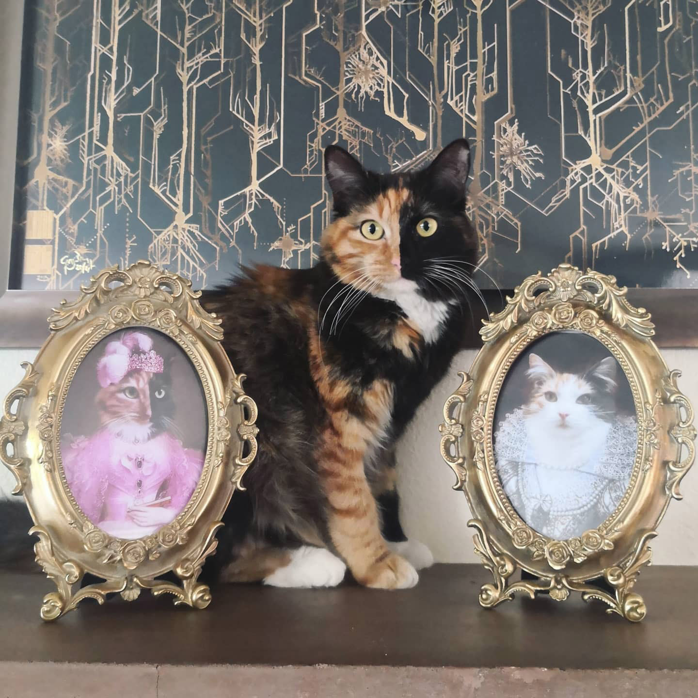 Adorable cat with 'SPLIT FACE' from rare genetic mutation captures ...