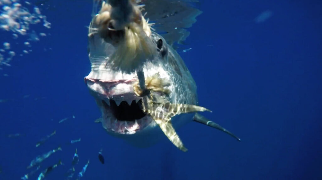 VIDEO: Terrifying close-up footage shows what it's like to be bitten by ...