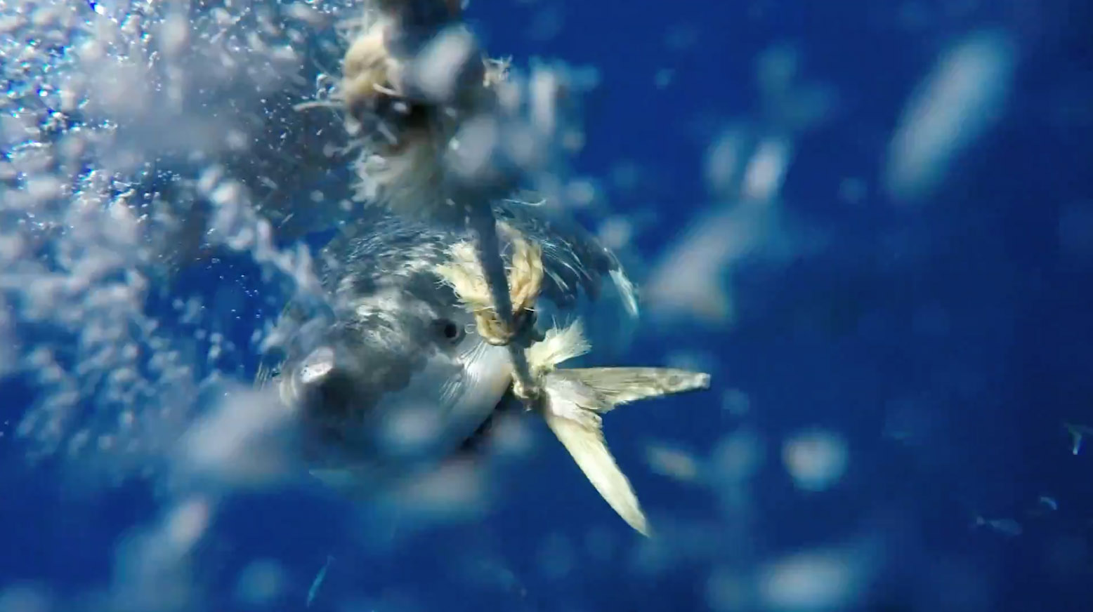 VIDEO: Terrifying close-up footage shows what it's like to be bitten by ...