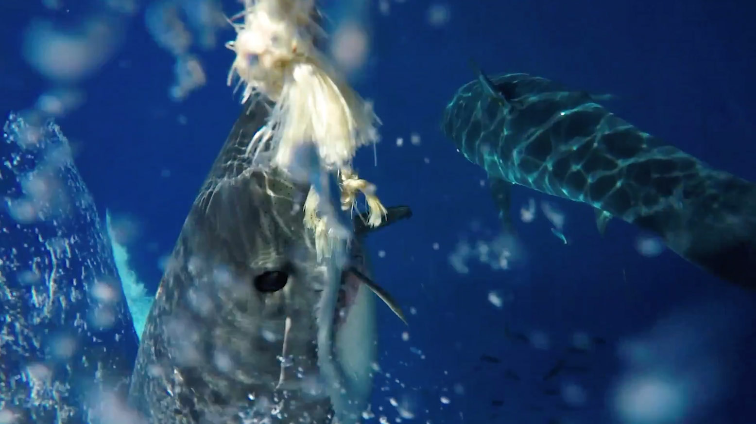 VIDEO: Terrifying close-up footage shows what it's like to be bitten by ...