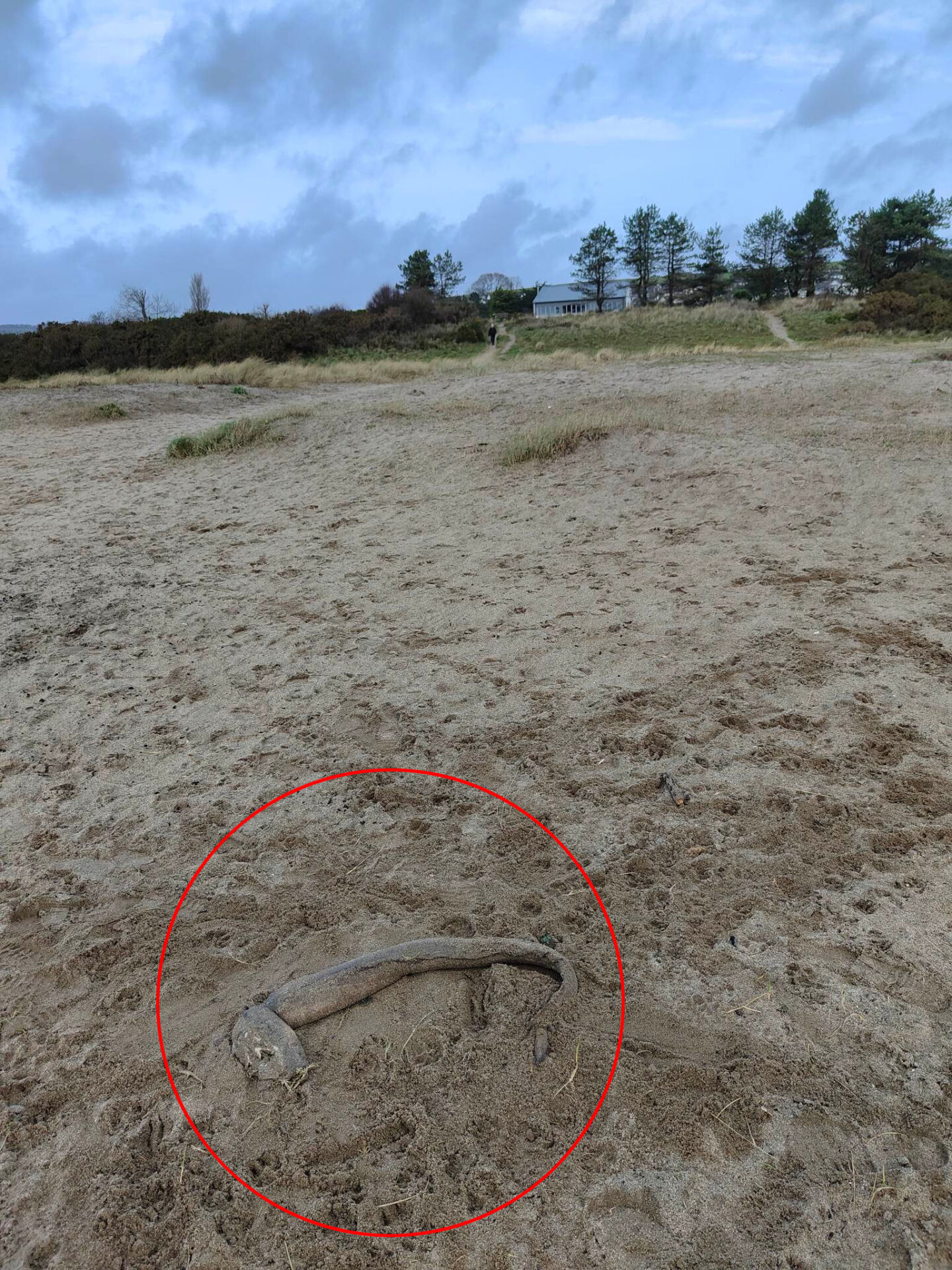 Mum and baby stumble upon mysterious THREE-FOOT-LONG sea creature with ...
