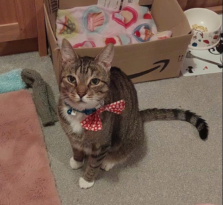 Quick-thinking family CAT saves child's life as she has seizure. | Need ...