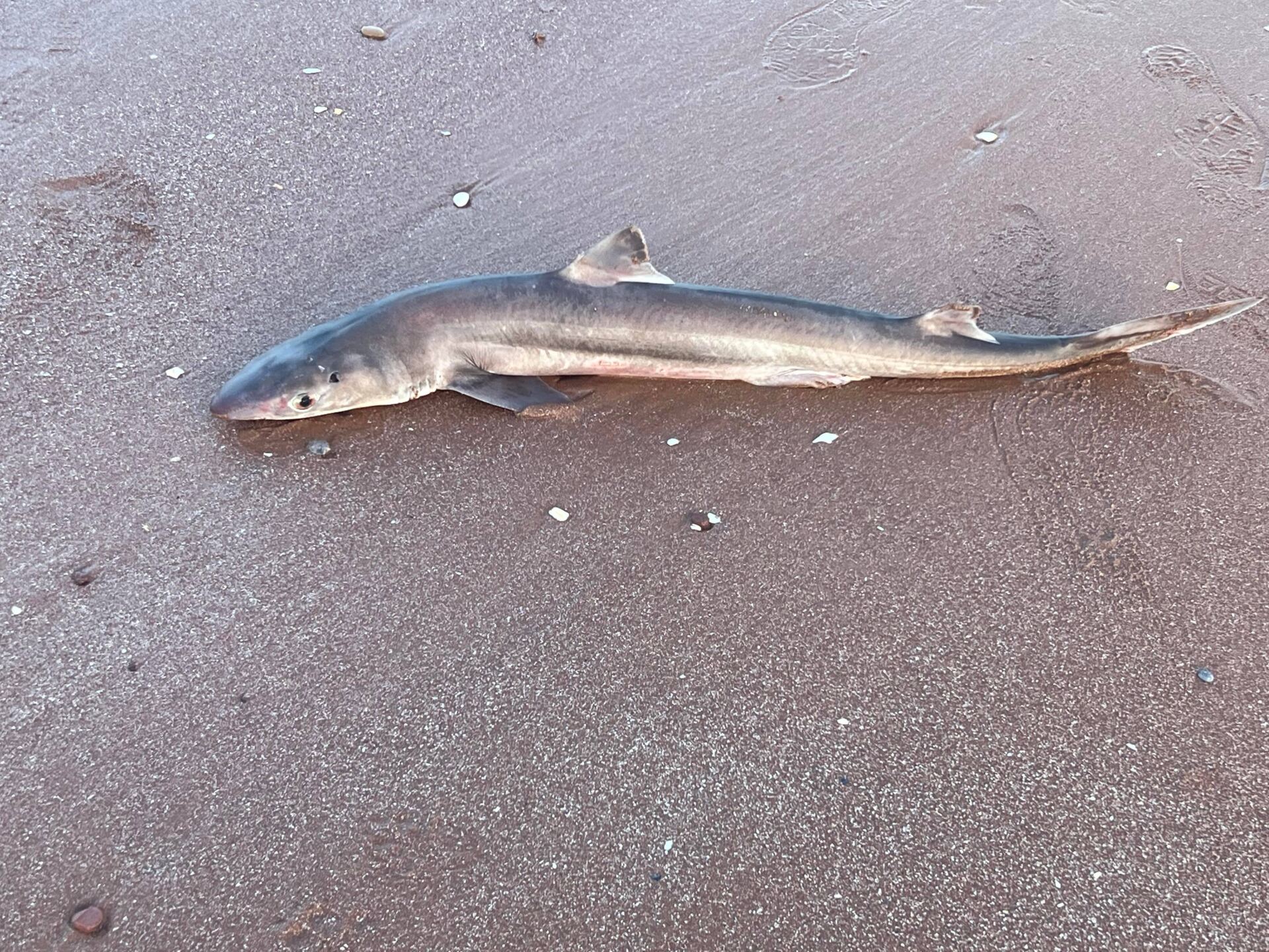 Mum and kids find SHARK with ‘razor teeth’ washed up on beach | Need To ...