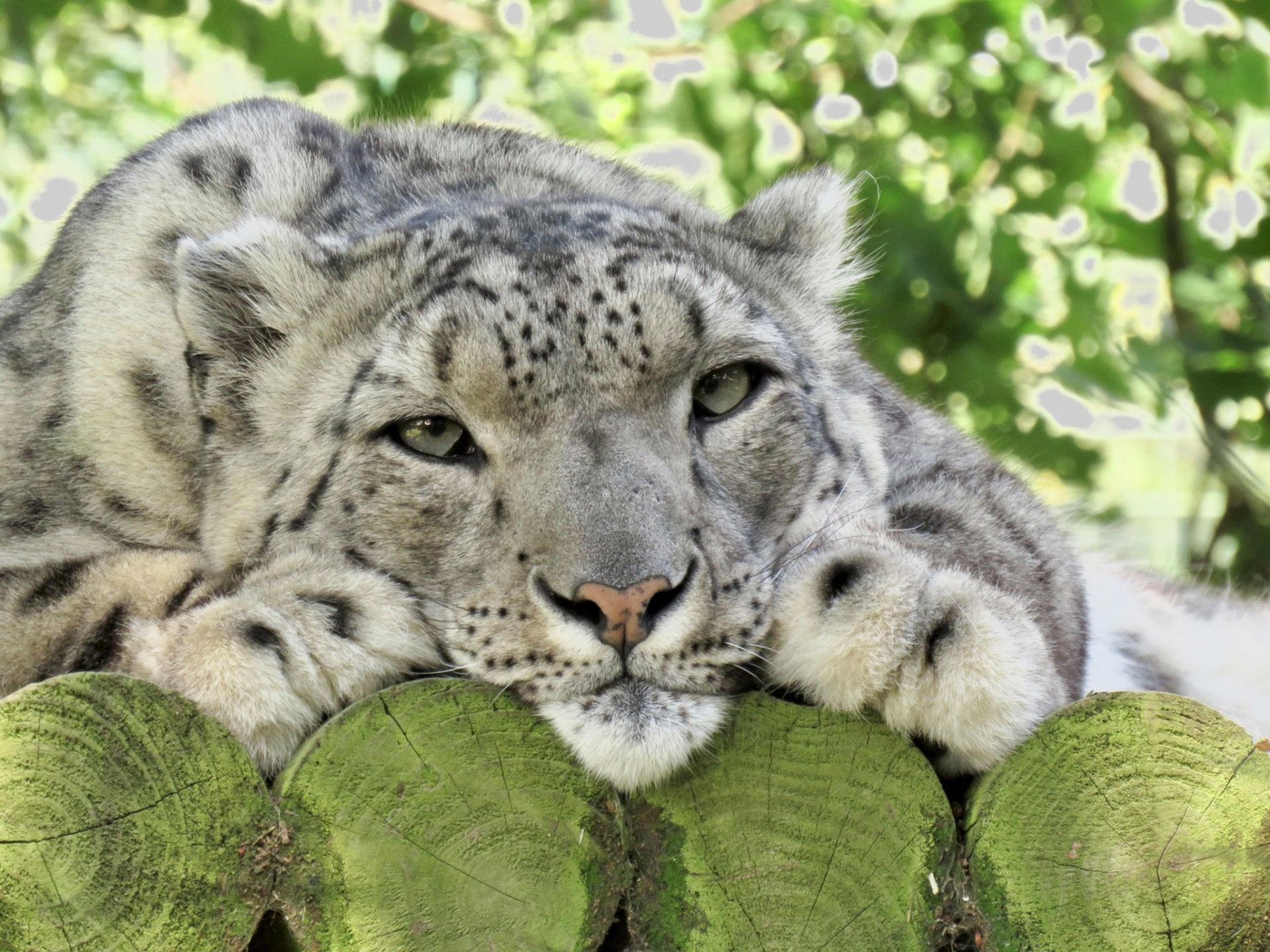 'I wanna have what they have' — raw footage of SPOONING snow leopards ...
