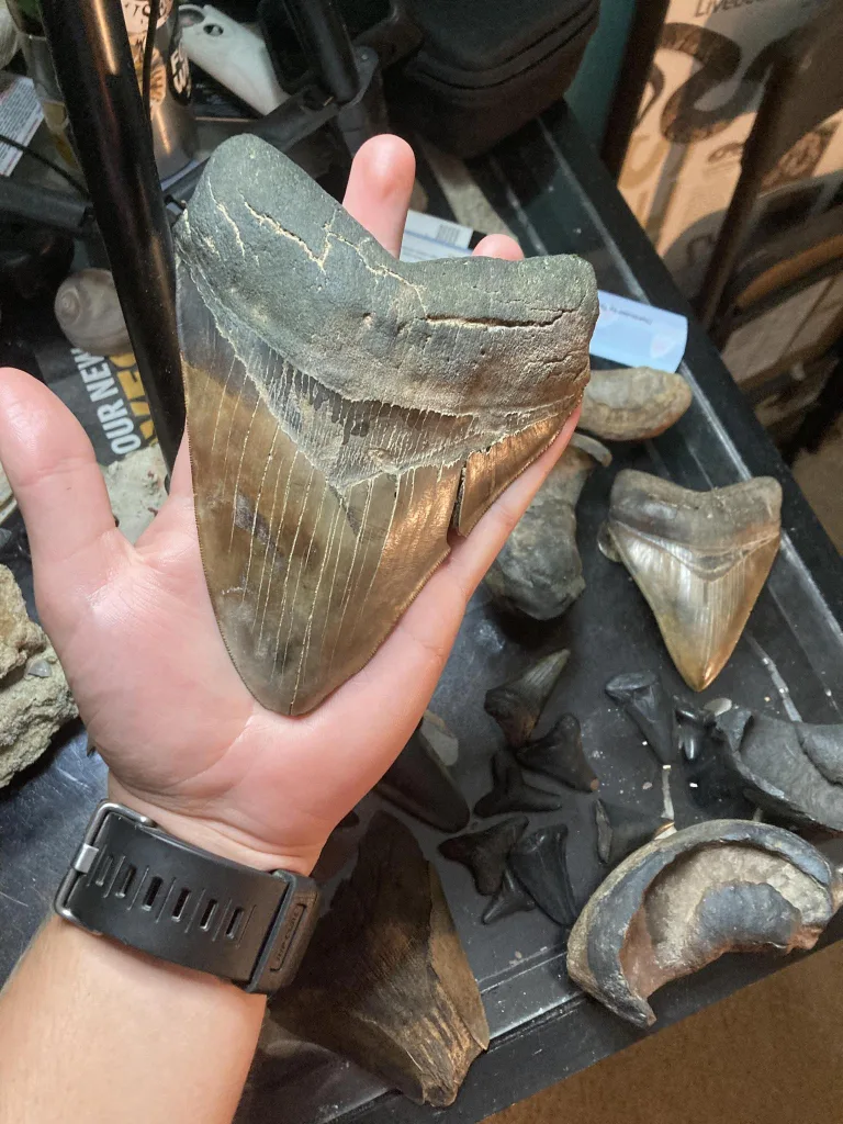 Diver finds enormous six-inch shark tooth from prehistoric MEGALODON ...
