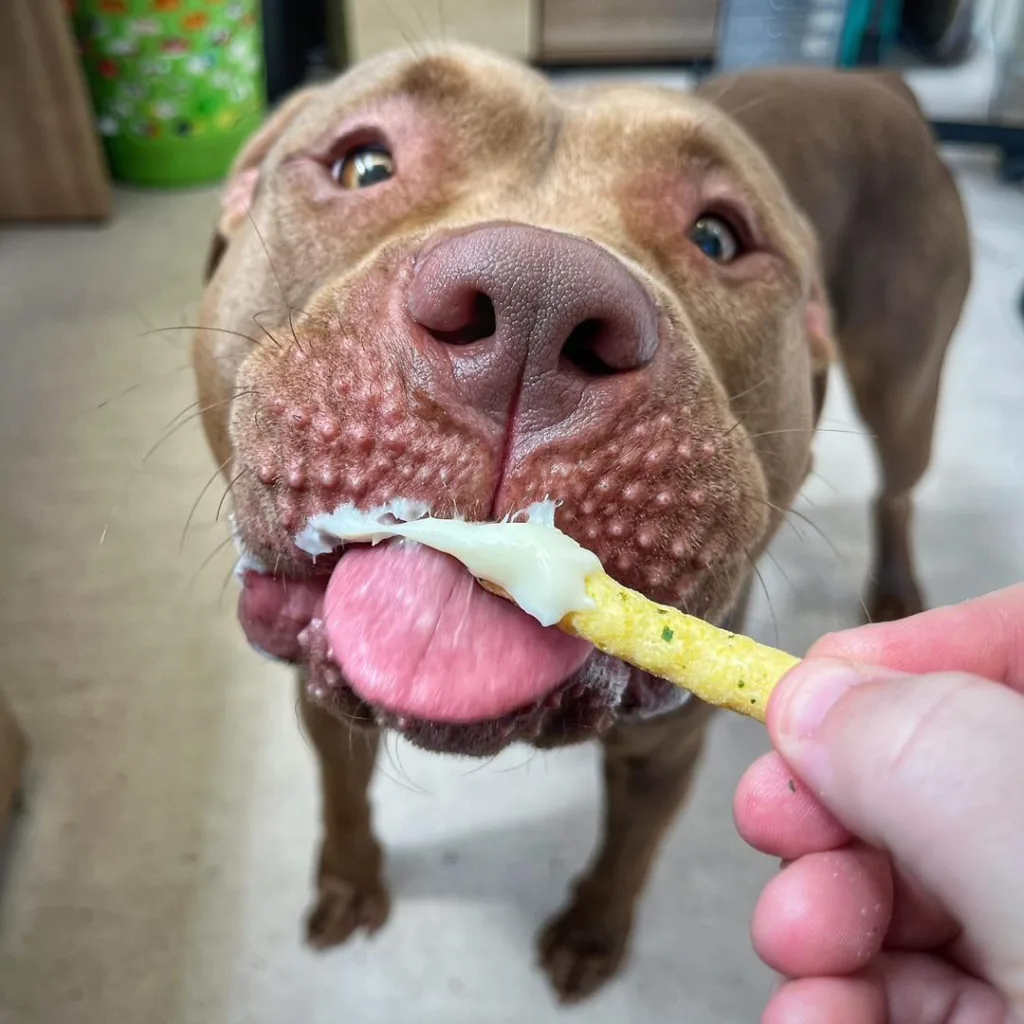Unwanted XL Bully desperate for new owner – just days before ban - or ...