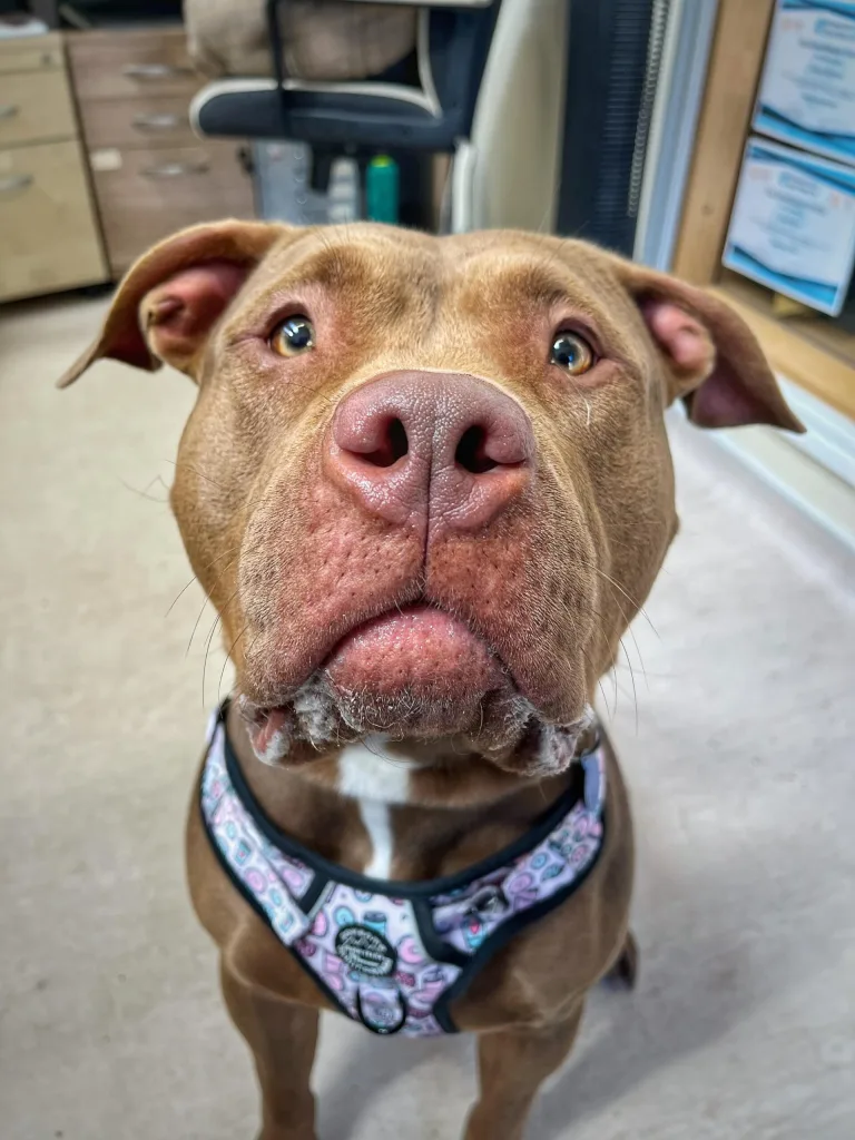 Unwanted XL Bully desperate for new owner – just days before ban - or ...