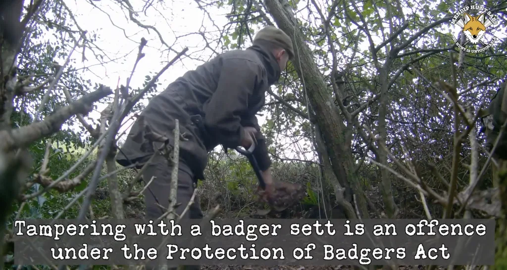VIDEO: Fox hunting group ‘caught’ blocking badger sett so foxes have ...