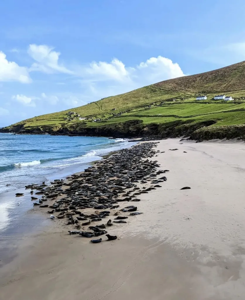Remote Island Seeks Two Residents for Summer Stay – Exclusive ...