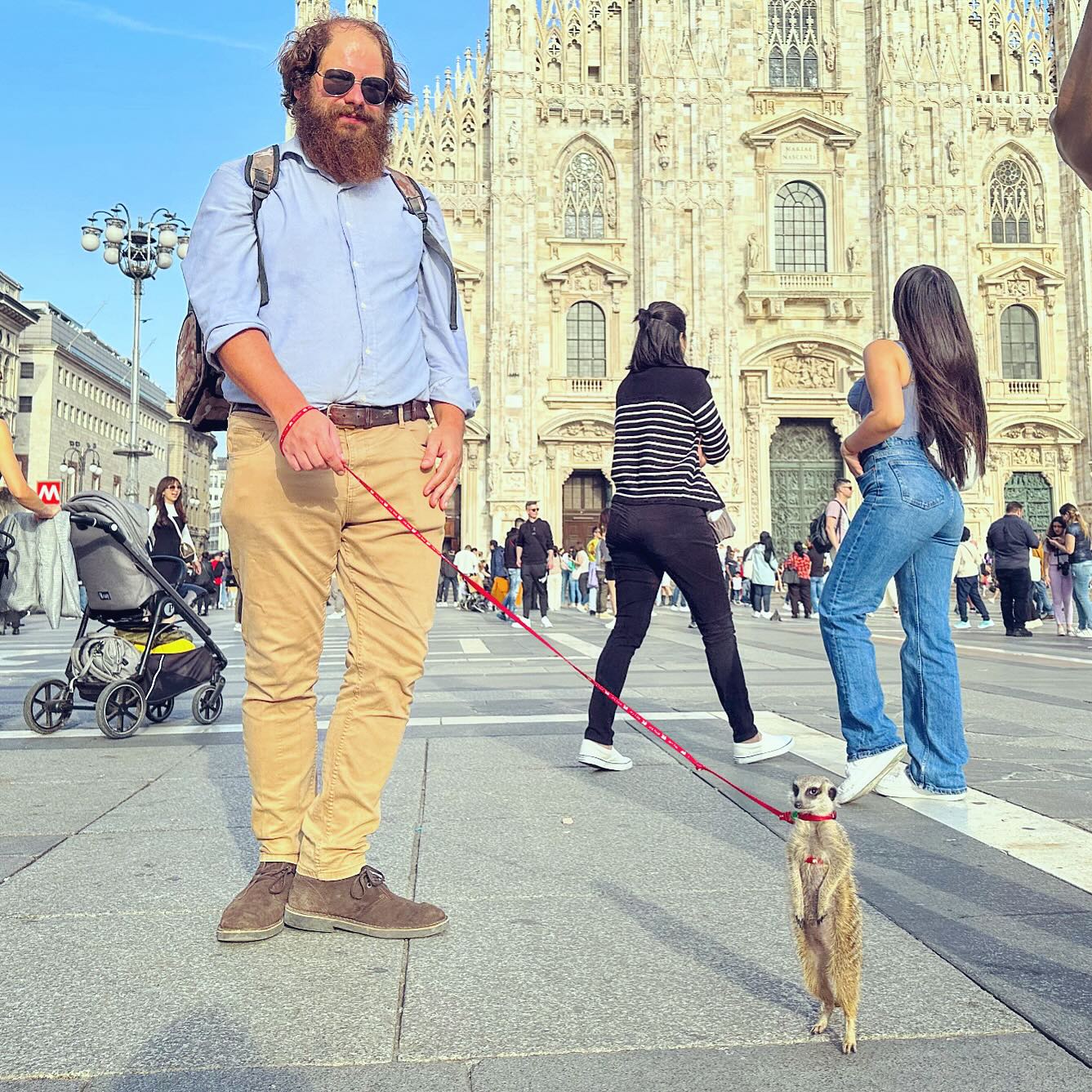Oddball mayor takes pet MEERKAT for walk on leash through busy city ...