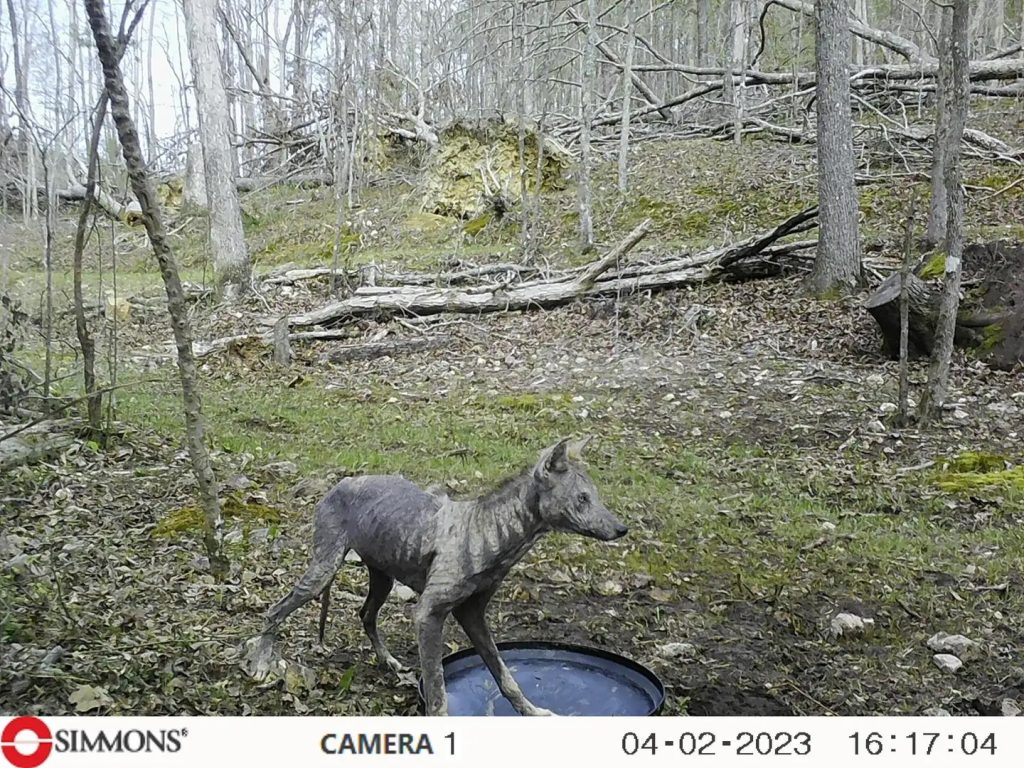 Mysterious bloodsucking monster ‘Chupacabra’ spotted in US…but it’s not ...