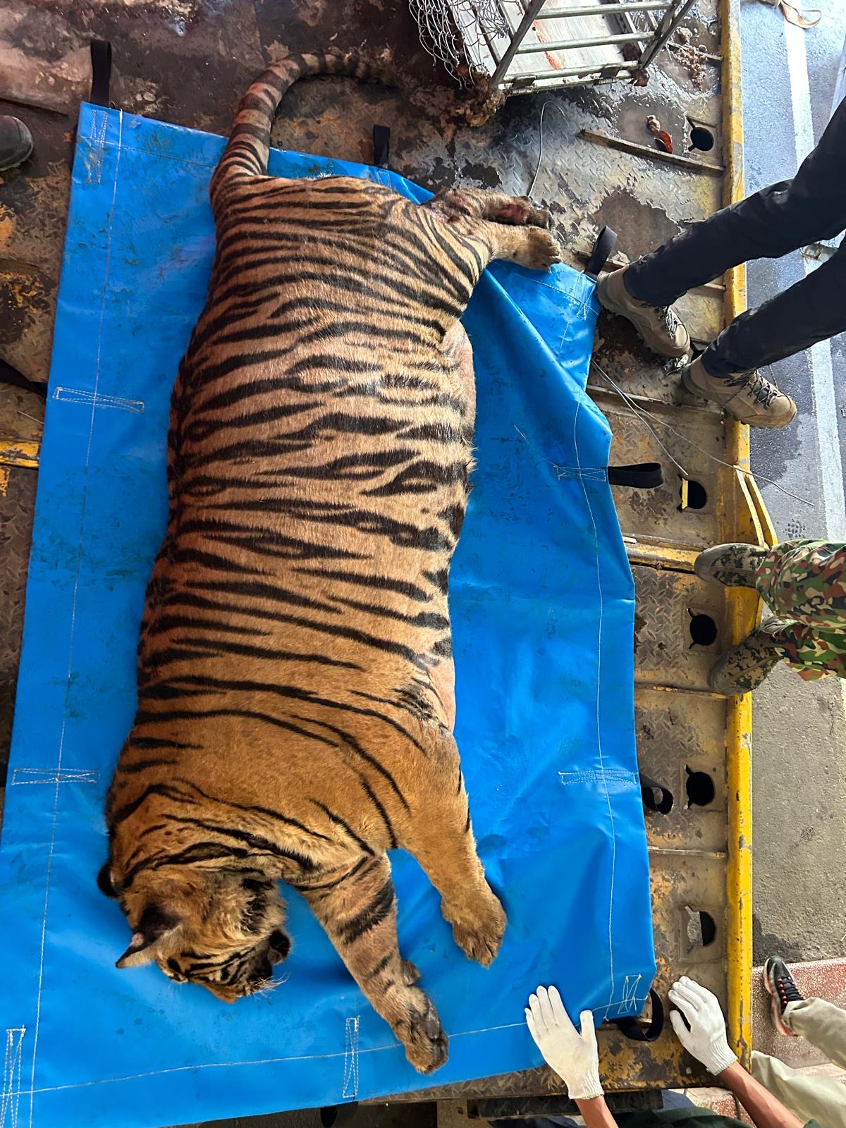 Tubby tiger that weighs 31 stone put on strict diet after being rescued ...