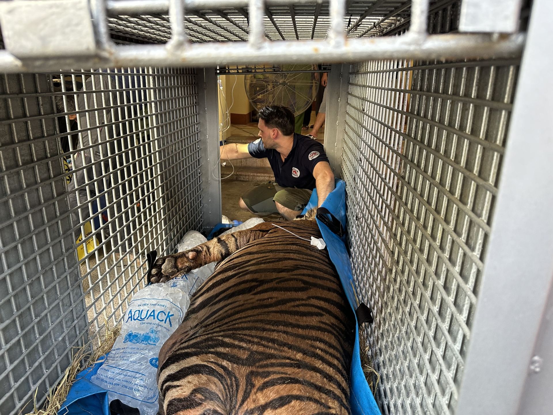 Tubby tiger that weighs 31 stone put on strict diet after being rescued ...