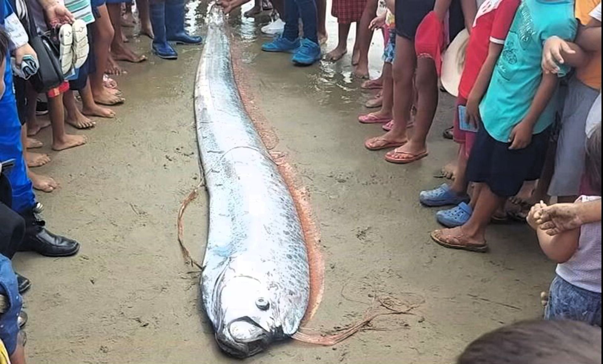 VIDEO: Second ‘doomsday harbinger’ oarfish beaching in weeks terrifies ...