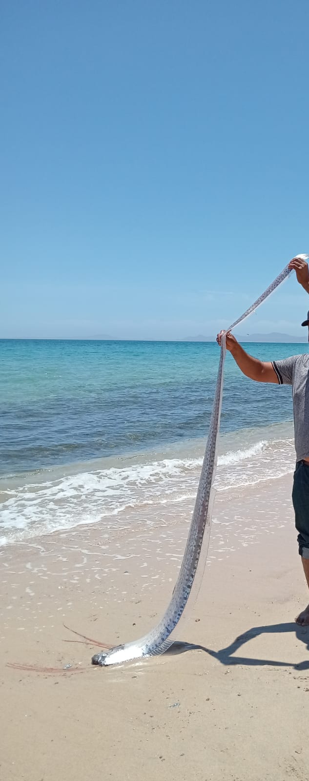 VIDEO: Second ‘doomsday harbinger’ oarfish beaching in weeks terrifies ...