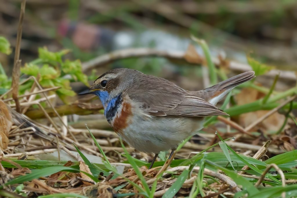 Woman takes stunning shots of ‘secretive’ bluethroat bird | Need To Know