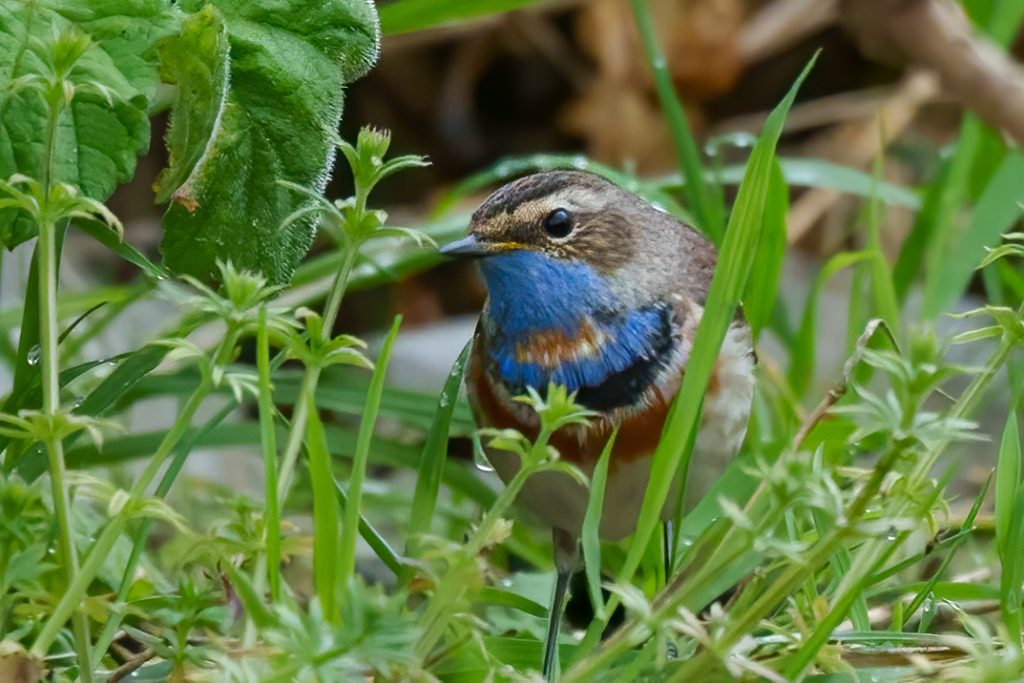 Woman takes stunning shots of ‘secretive’ bluethroat bird | Need To Know