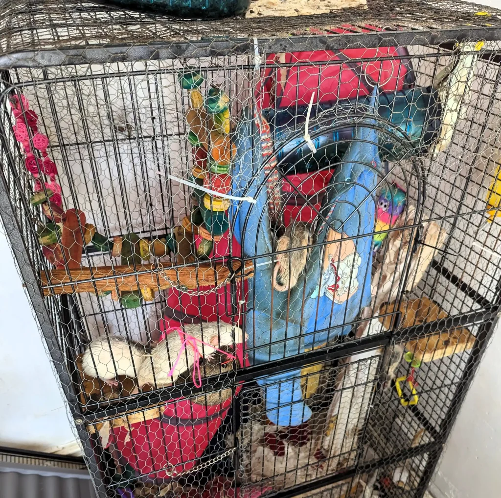 Cruel woman caught breeding 112 pet RATS in single room | Need To Know