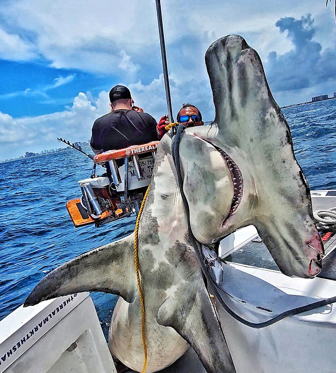 Groom-to-be reels in giant PREGNANT shark during bachelor party ...