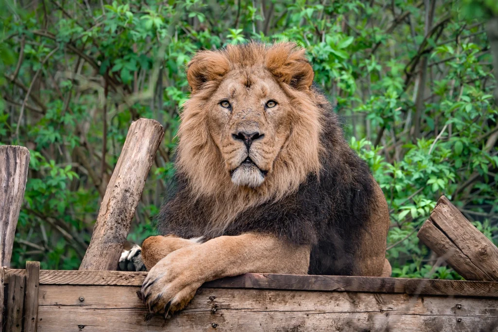 Lion dad celebrates Euros and Father's Day in one weekend with his ...