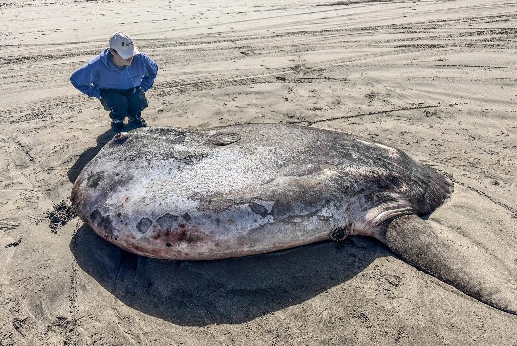 Researchers share update on gigantic 7.3ft sunfish that washed up on ...