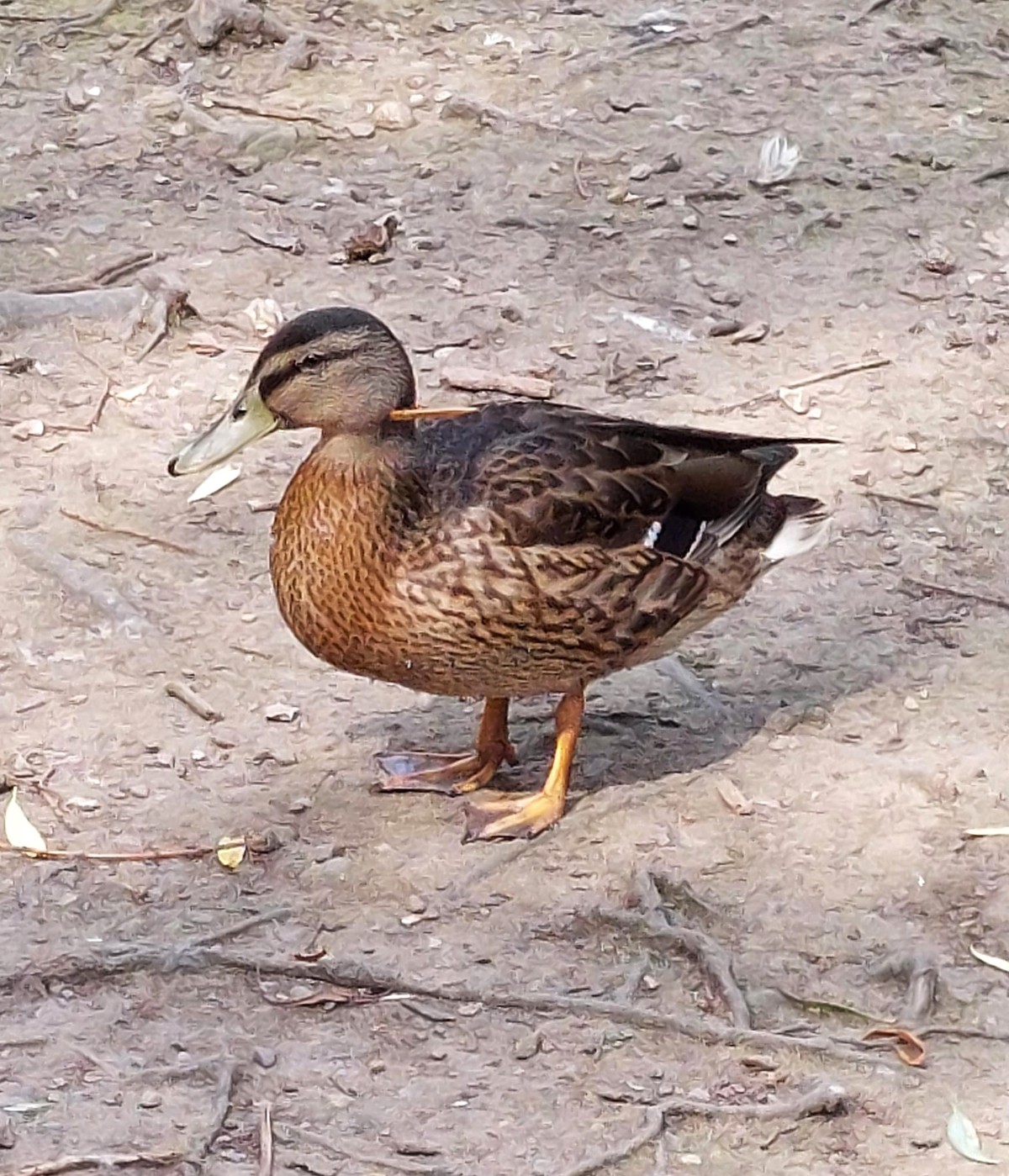 Miracle wild mallard survives after getting 'deliberately' SKEWERED ...