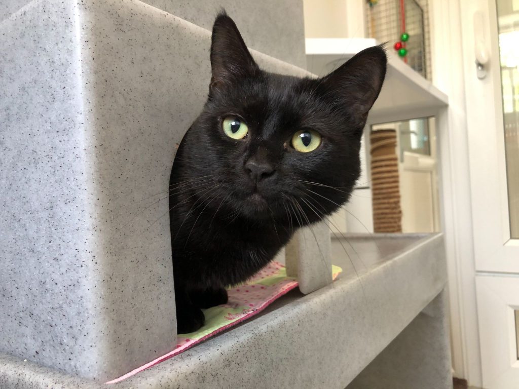 Unloved cat found in taped-up box with tin of tuna still waiting for ...