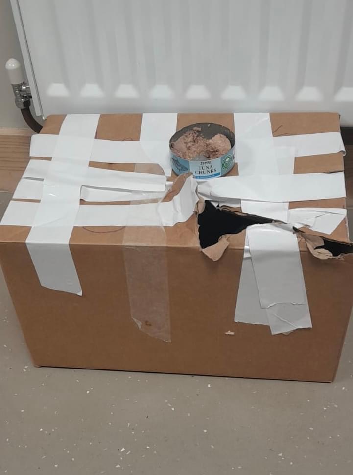 Unloved cat found in taped-up box with tin of tuna still waiting for ...