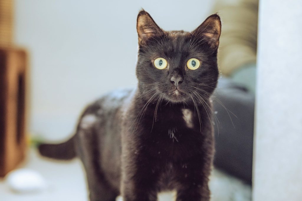 Unloved cat found in taped-up box with tin of tuna still waiting for ...