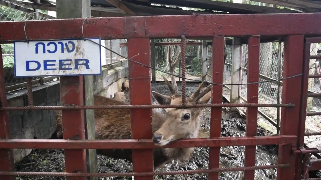Urgent plea to close ‘hell hole’ zoo as animals found chained in ...