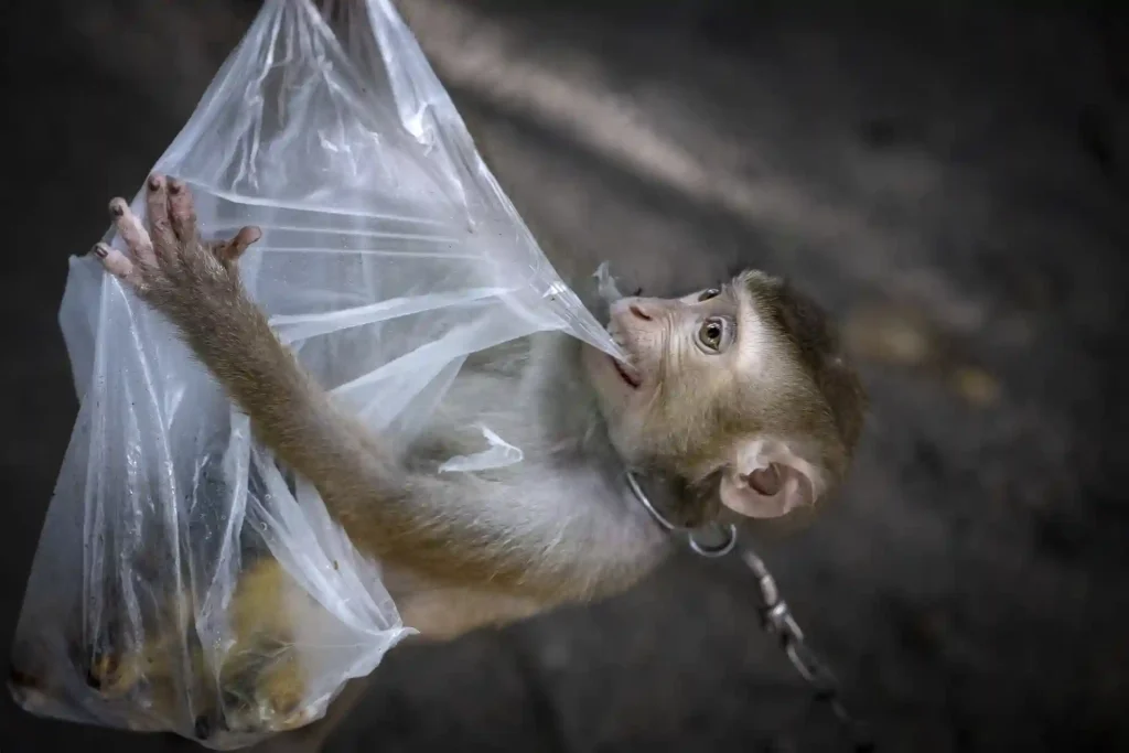 Urgent plea to close ‘hell hole’ zoo as animals found chained in ...