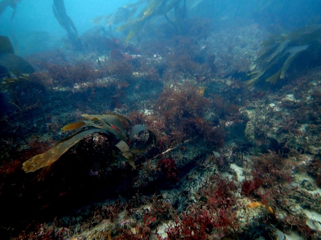 Diver discovers ‘never seen before’ 129-year-old shipwreck off Cornish ...