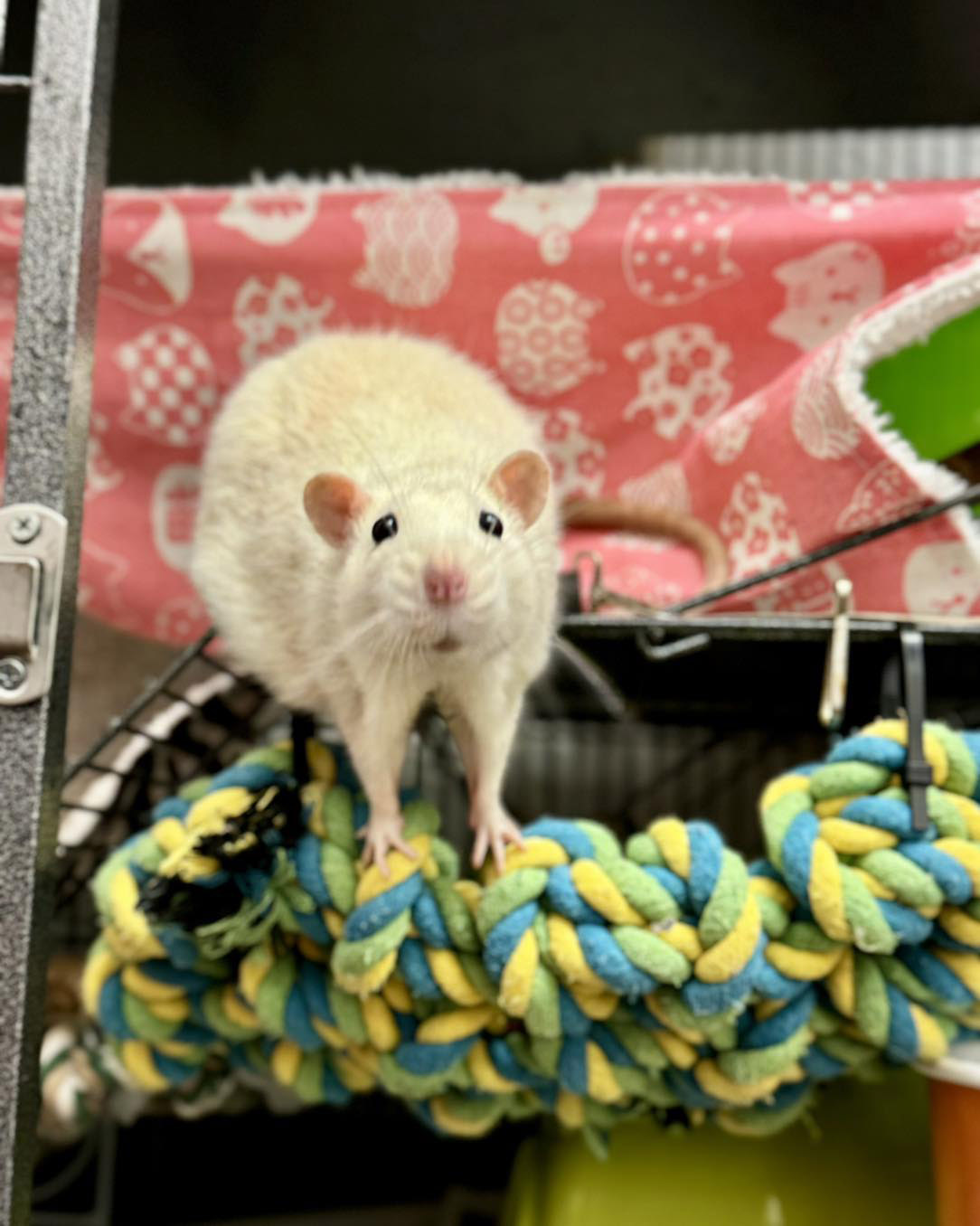 Britain’s unluckiest rat left heartbroken by brother’s death, just ...
