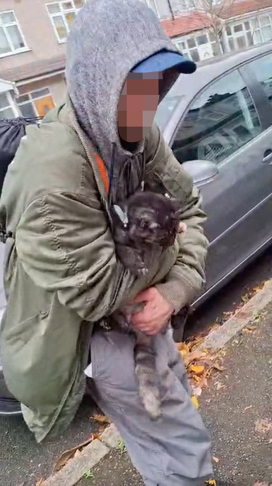 Mum-of-one distraught after cat stolen as brave neighbour confronts ...