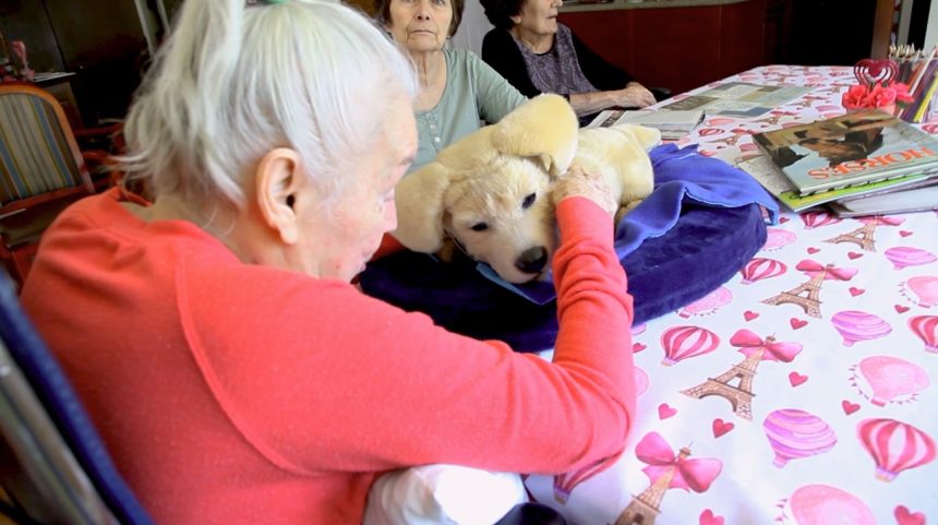 'Lifelike' AI robot dog unveiled to help comfort dementia patients ...