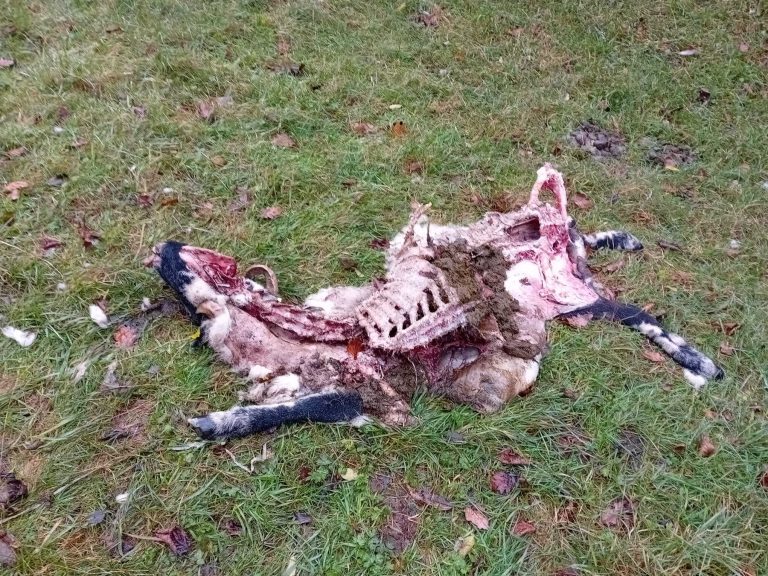 Number of big cats on the loose in British countryside is actually OVER ...