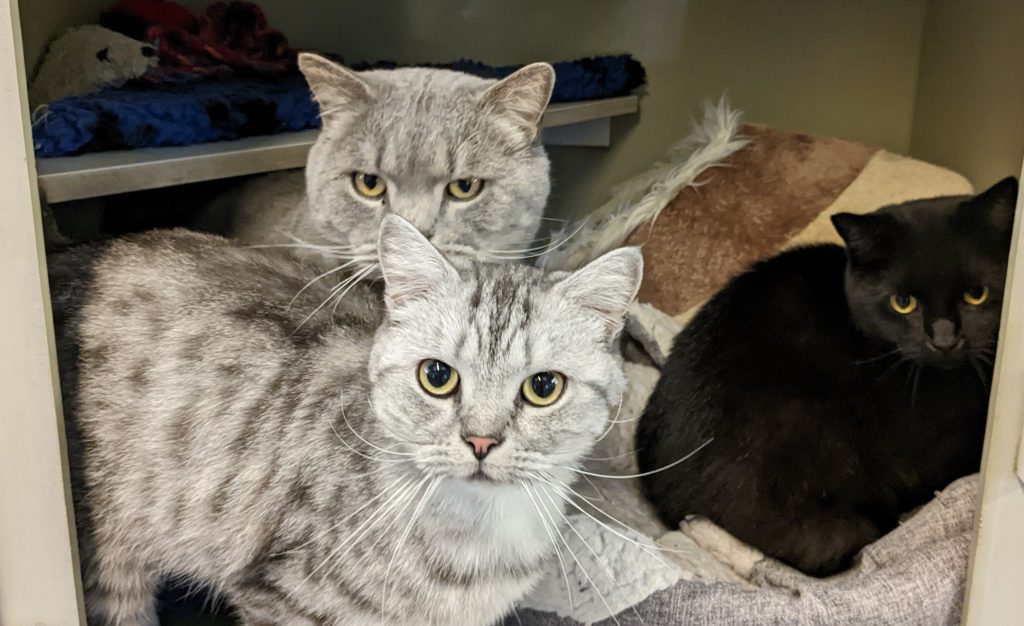 Three grieving cats face double heartache after owner dies… and now no ...