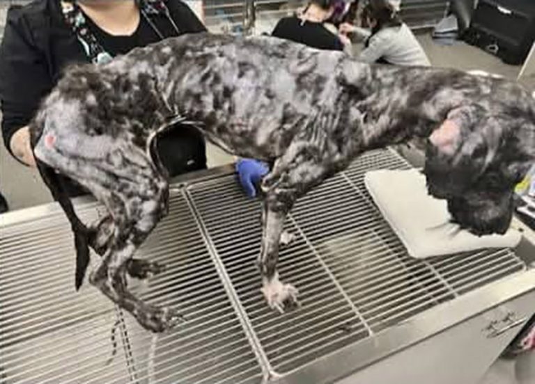 Doctor allegedly 'starves' dog in 'horrific act of cruelty' with pet ...