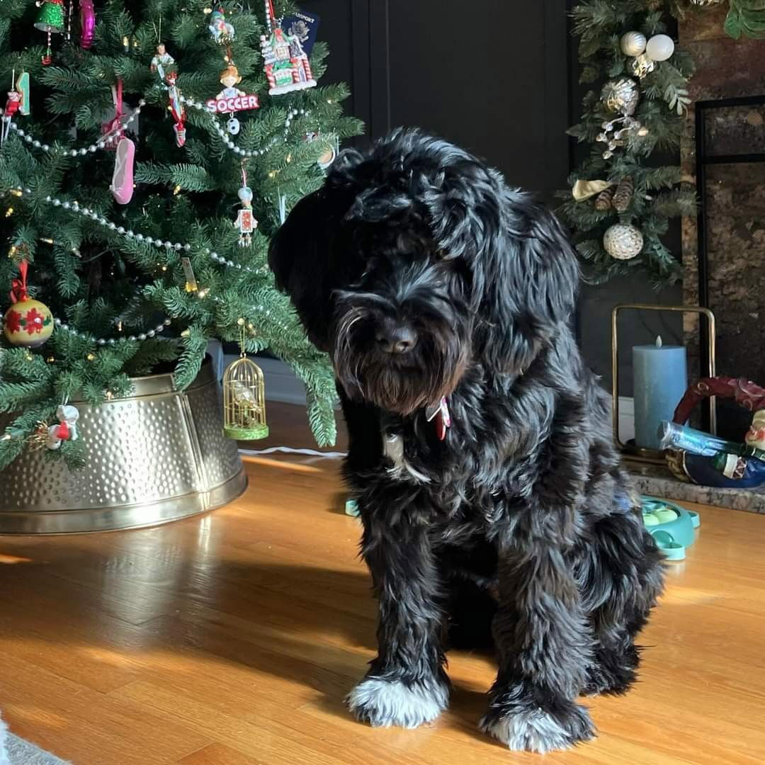 Doctor allegedly 'starves' dog in 'horrific act of cruelty' with pet ...