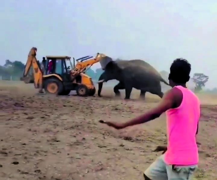 JCB driver who ‘injured elephant’ with ‘stolen’ digger arrested | Need ...
