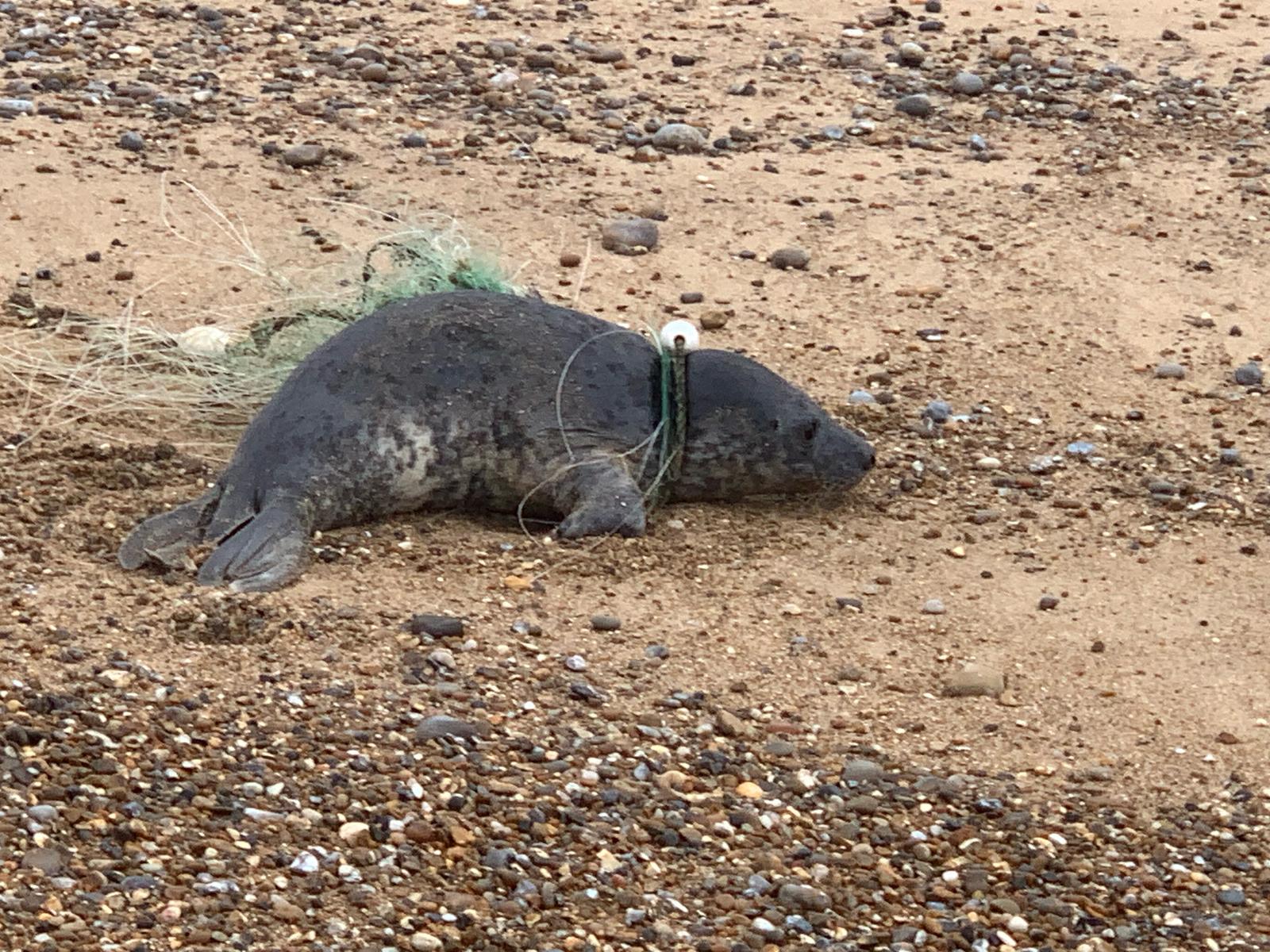 Shock after injured seal pup found staked to beach entangled in net ...