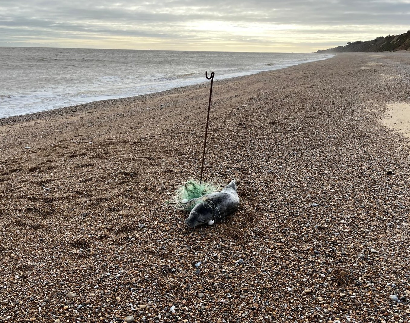 Shock after injured seal pup found staked to beach entangled in net ...
